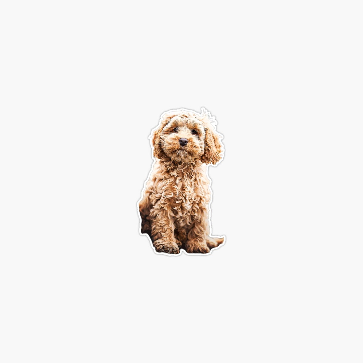 DOPASTICKER Cockapoo Cavoodle Labradoodle Cute Puppy Dog- Poodle X ...
