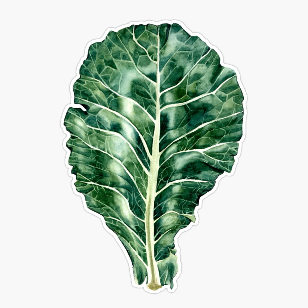 DOPASTICKER Collard Leaf Sticker, Phone Sticker Water Bottle Sticker ...