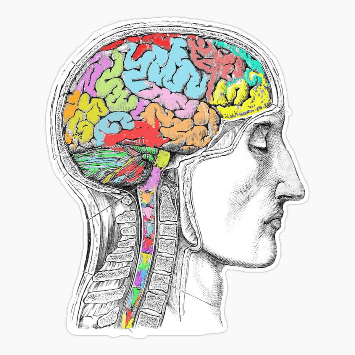 DOPASTICKER Colorful Head, Neck, Brain, Central Nervous System Anatomy ...
