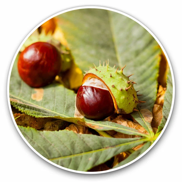 DOPASTICKER Conker Horse Chestnut Tree Cool Gift Decorative Laptop ...