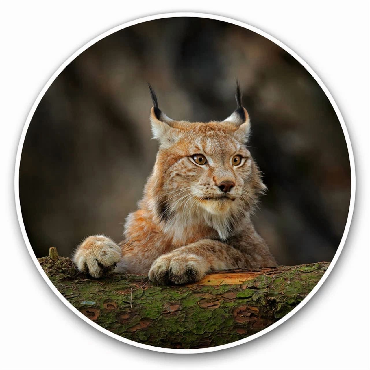 DOPASTICKER Cool Lynx Cat Rocky Wild Cool Gift Decorative Laptop, Phone ...