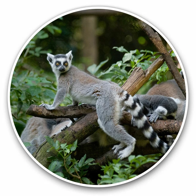 DOPASTICKER Cool Tailed Lemur Madagascar Cool Gift Decorative Laptop ...