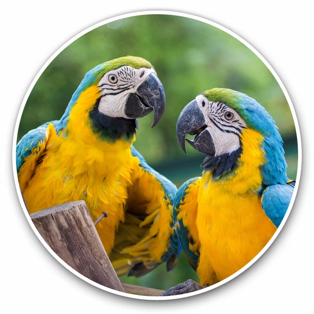 DOPASTICKER Couple Macaw Parrot Bird Tropicial Cool Gift Decorative ...