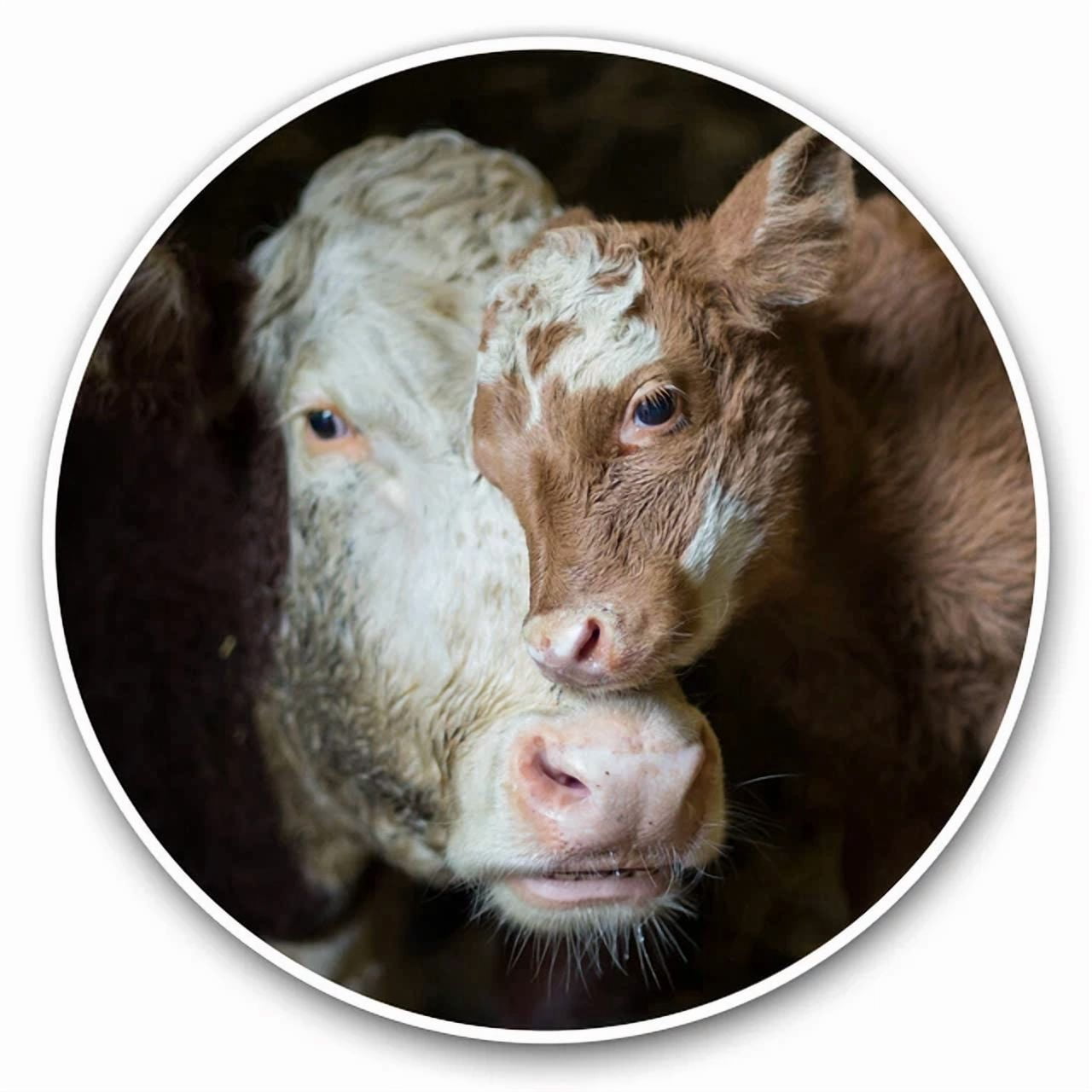 DOPASTICKER Cow And Calf Farm Animal Cool Gift Decorative Laptop, Phone ...