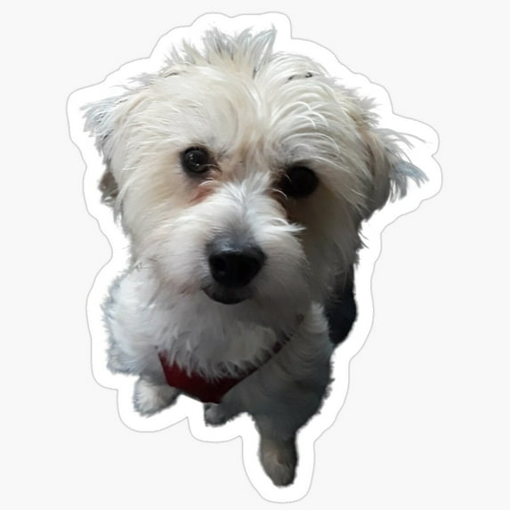 DOPASTICKER Cute Adorable Rescue Dog Sticker, Waterproof Decal For Pet ...
