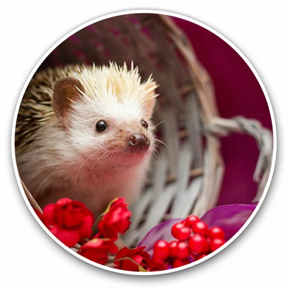 DOPASTICKER Cute Baby Hedgehog Pygmy Albino Cool Gift Decorative Laptop ...