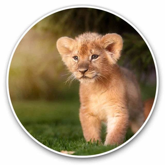 DOPASTICKER Cute Baby Lion Cub Cat Cool Gift Decorative Laptop, Phone ...