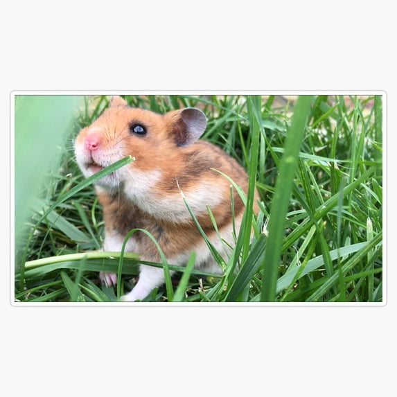 DOPASTICKER Cute Brown Hamster Sticker, Phone Sticker Water Bottle ...