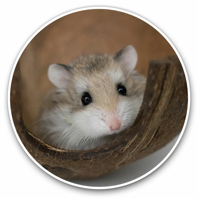 DOPASTICKER Cute Little Hamster Gerbil Cool Gift Decorative Laptop ...