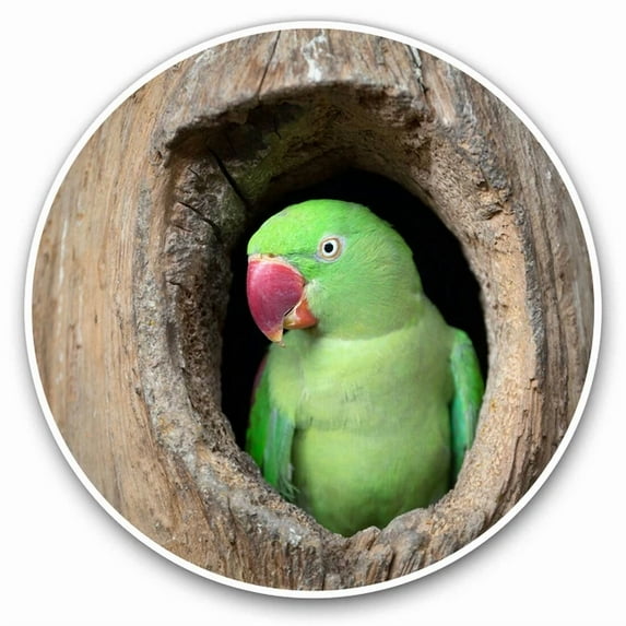 DOPASTICKER Cute Parrot Tree House Parakeet Bird Cool Gift Decorative ...