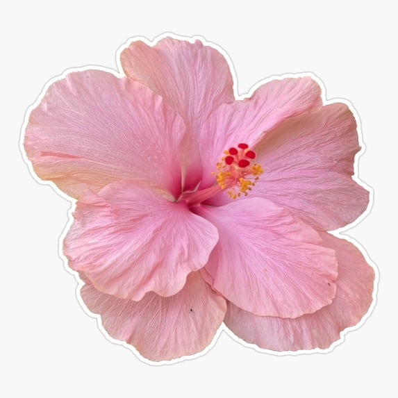 DOPASTICKER Cute Pink Hibiscus Flower Sticker, Phone Sticker Car ...