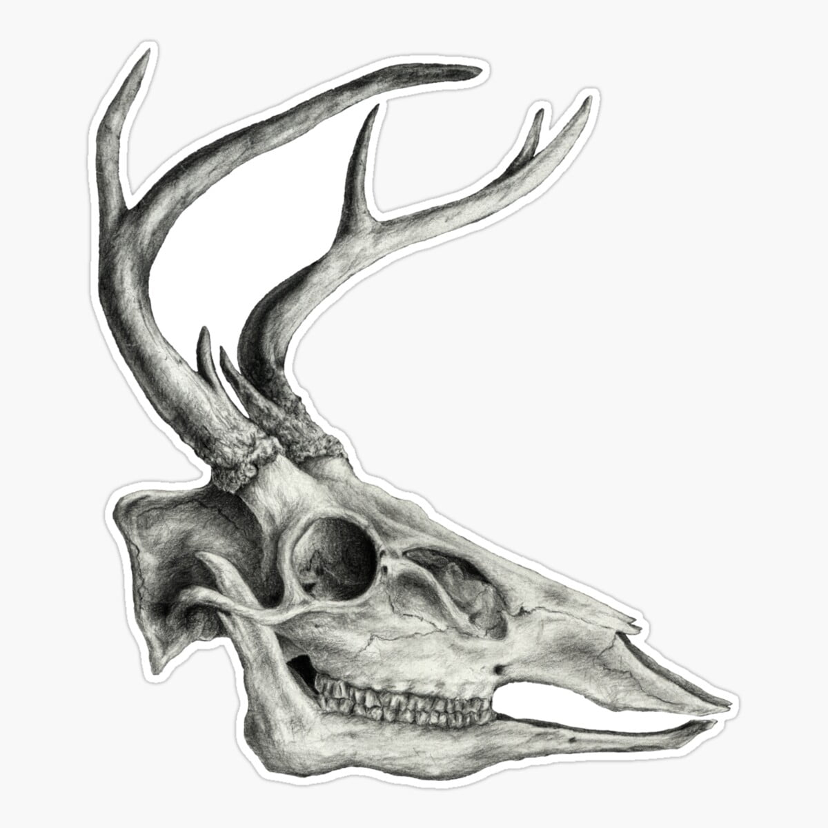 DOPASTICKER Deer Skull (No Background) Sticker, Phone Sticker Car ...