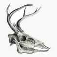 DOPASTICKER Deer Skull (No Background) Sticker, Phone Sticker Car ...
