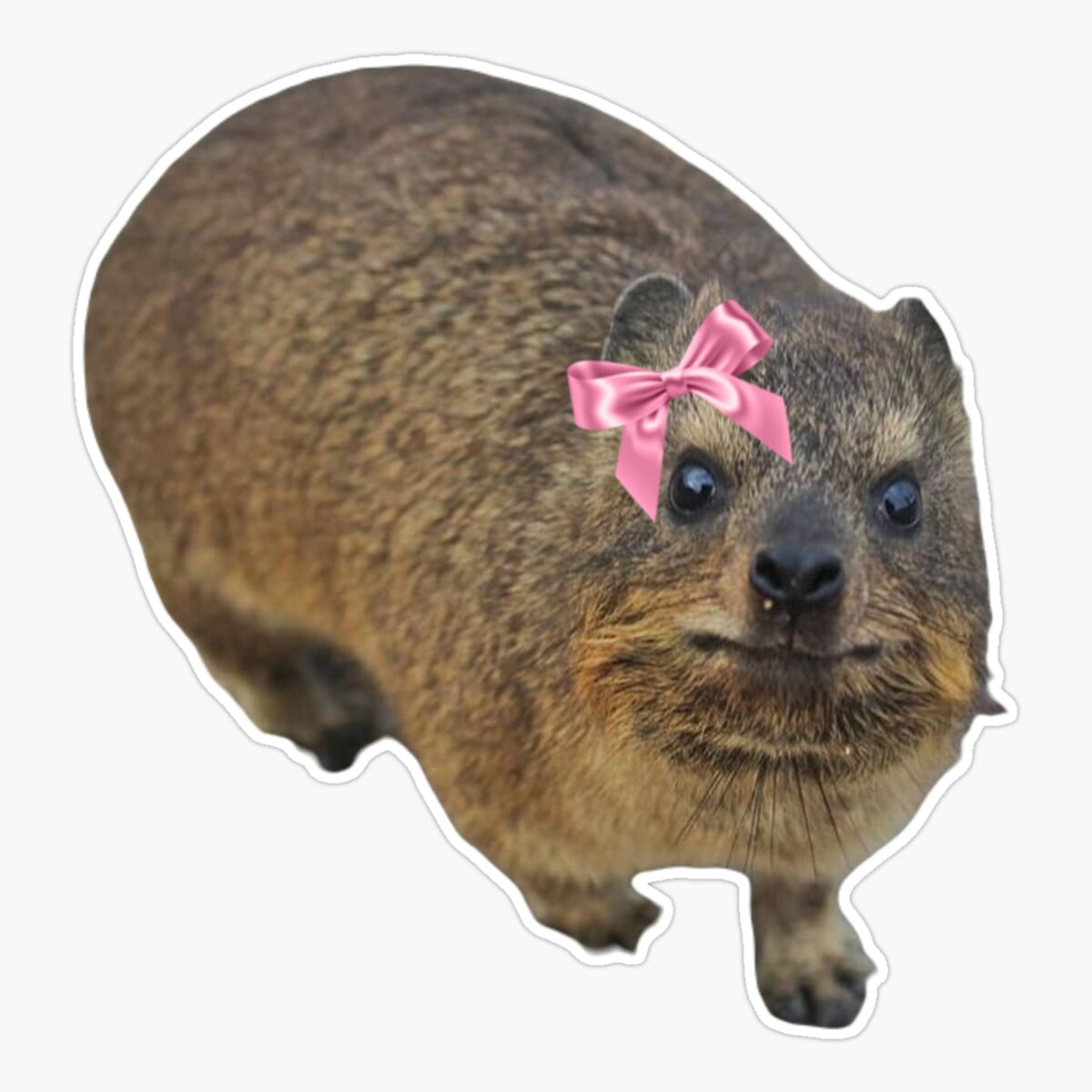 DOPASTICKER Die Hyrax Wearing Bow Sticker, Phone Sticker Car Sticker ...
