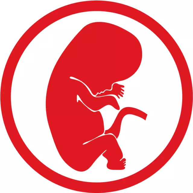 DOPASTICKER Embryo Born Pregnancy Sticker Decal Phone Decal Water ...