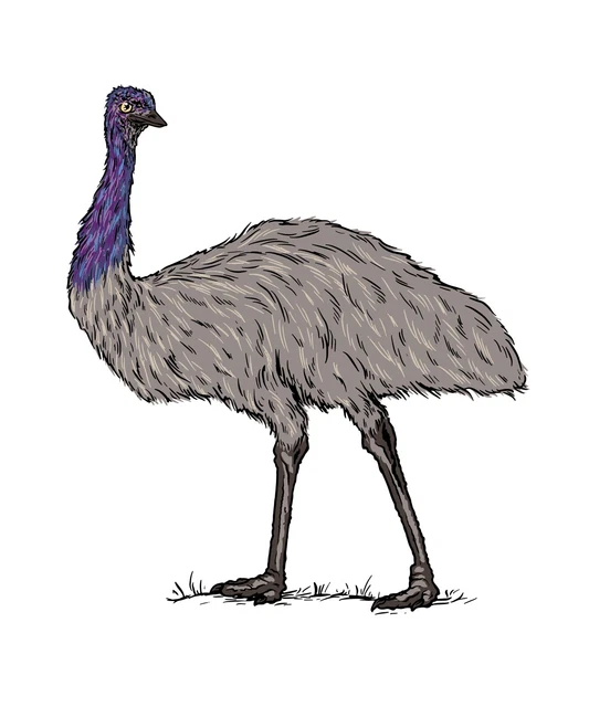DOPASTICKER Emu Sticker Large Bird Flightless Australia Wildlife Zoo ...