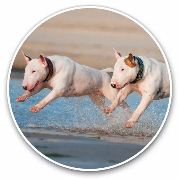 DOPASTICKER English Bull Terrier Dogs Cool Gift Decorative Laptop ...