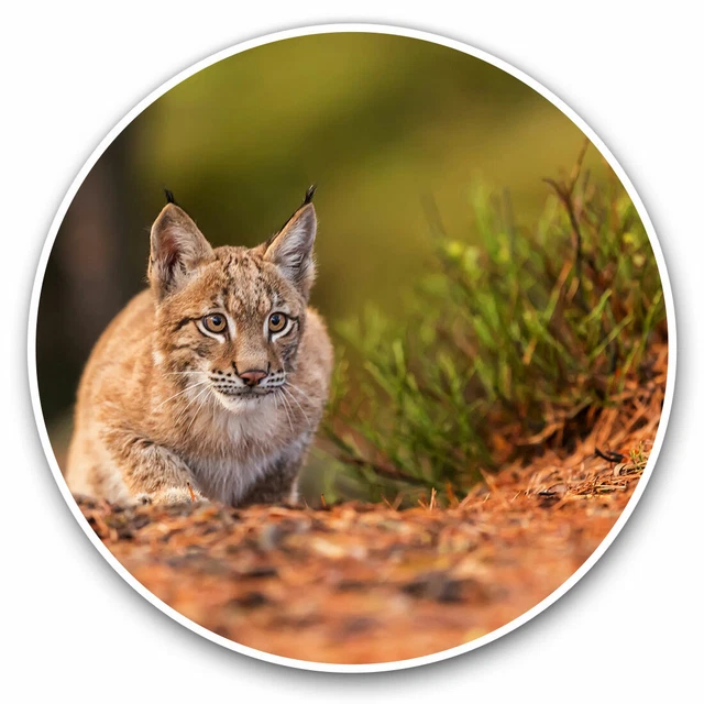 DOPASTICKER -Eurasian Lynx Big Cat Cool Gift Decorative Laptop, Phone ...