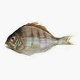 DOPASTICKER Fishing Animals Scup Fish Biology Sticker, Phone Sticker ...