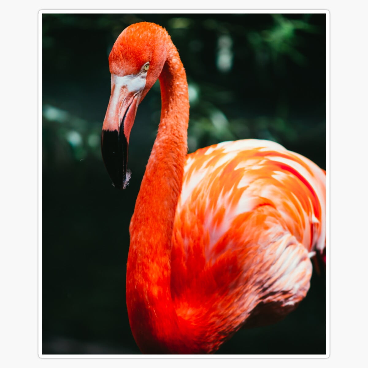 DOPASTICKER Flamingo Print, Antique Bird Painting, Drawing Wall Art ...