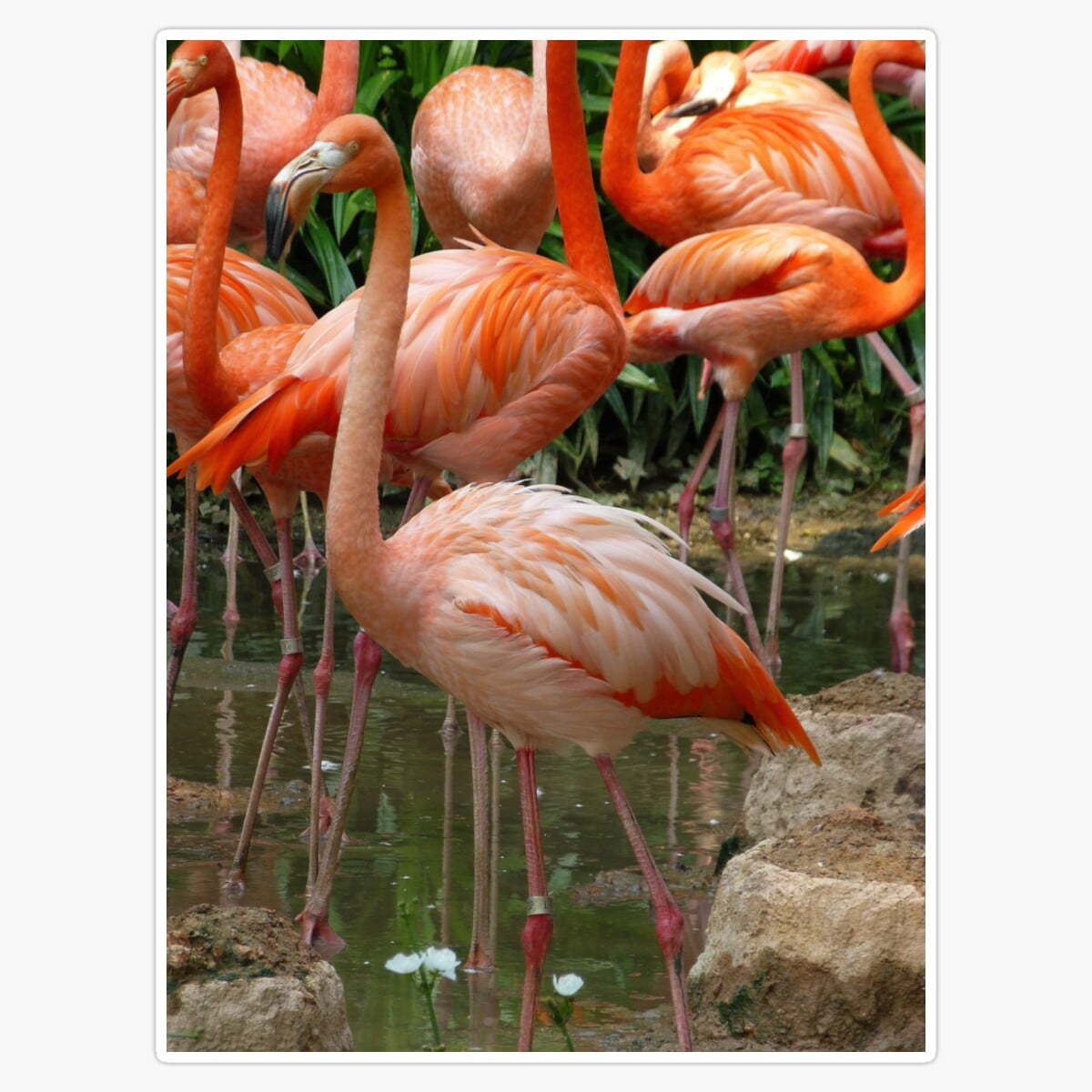 DOPASTICKER Flamingo Sticker, Phone Sticker Car Stickers, Birthday Gift ...