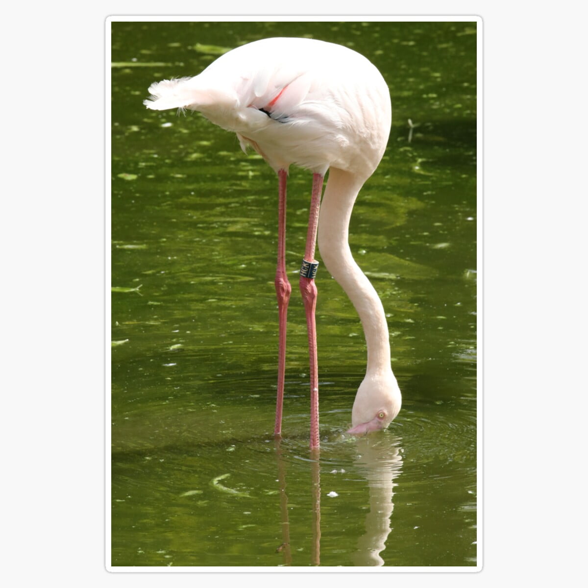 DOPASTICKER Flamingo Sticker, Phone Sticker Car Stickers, Birthday Gift ...