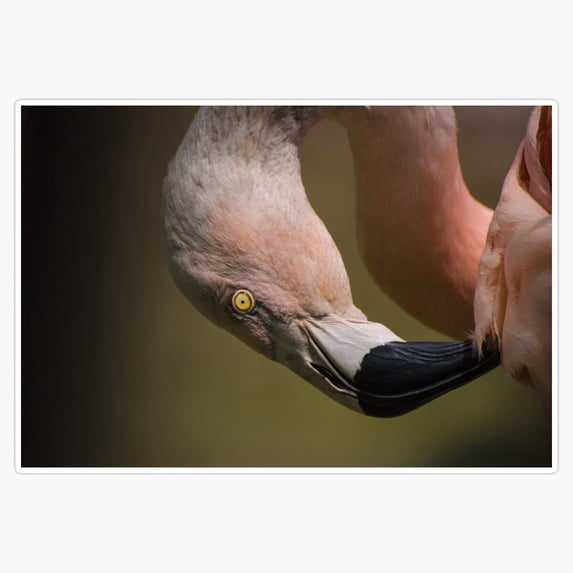 DOPASTICKER Flamingo Sticker, Phone Sticker Car Stickers, Birthday Gift ...