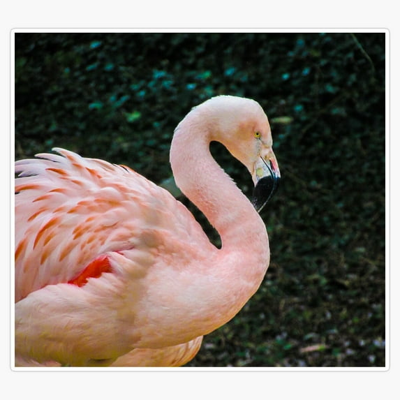 DOPASTICKER Flamingo Sticker, Phone Sticker Water Bottle Sticker Car ...