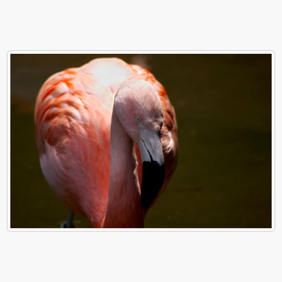 DOPASTICKER Flamingo Sticker, Phone Sticker Water Bottle Sticker Car ...