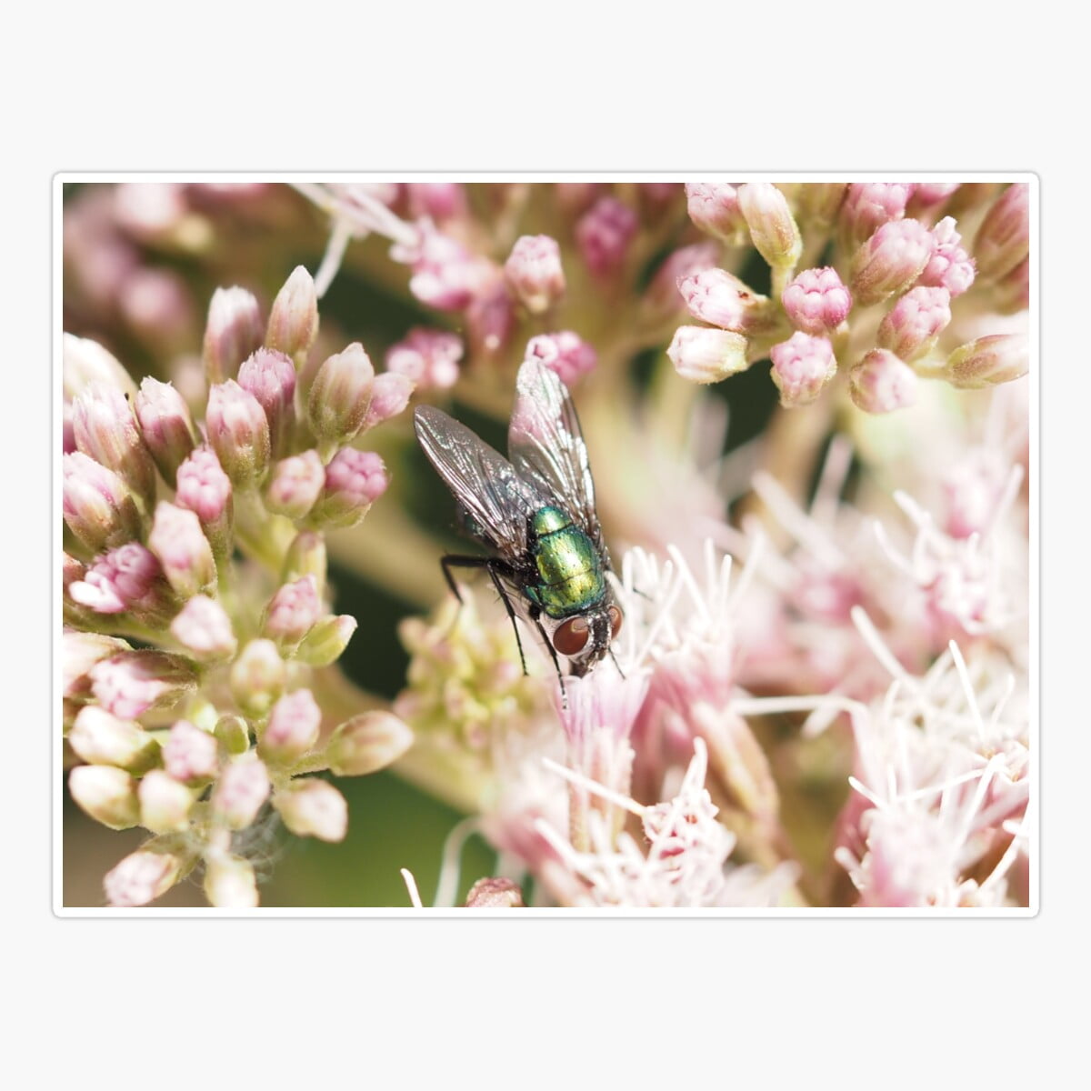DOPASTICKER Fly Landed On Pink Flowers Sticker, Phone Sticker Car ...