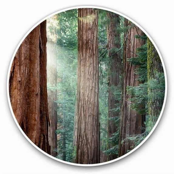 DOPASTICKER Forest Tree Nature Camping Cool Gift Decorative Laptop ...