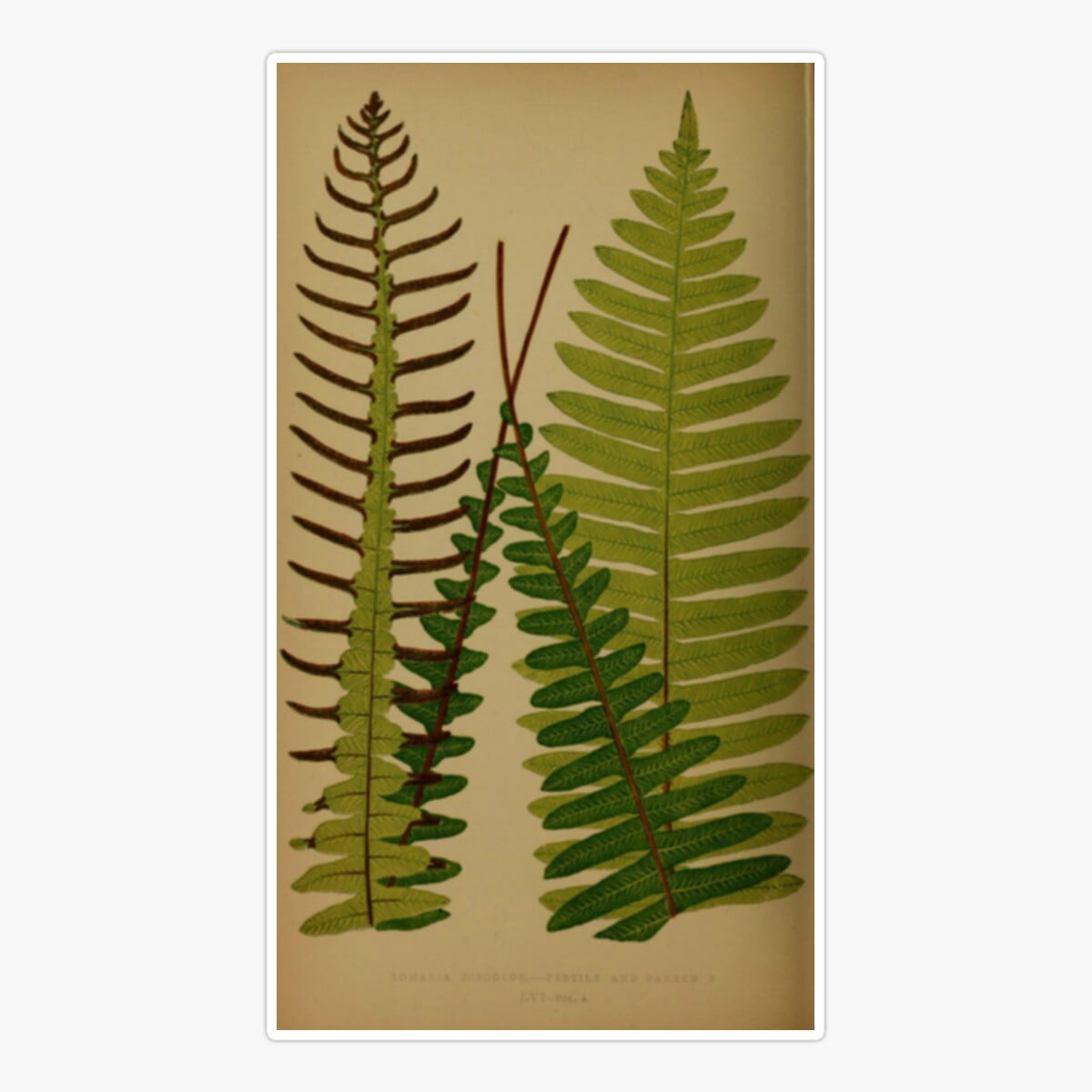 DOPASTICKER Four Ferns Sticker, Phone Sticker Car Stickers, Birthday ...