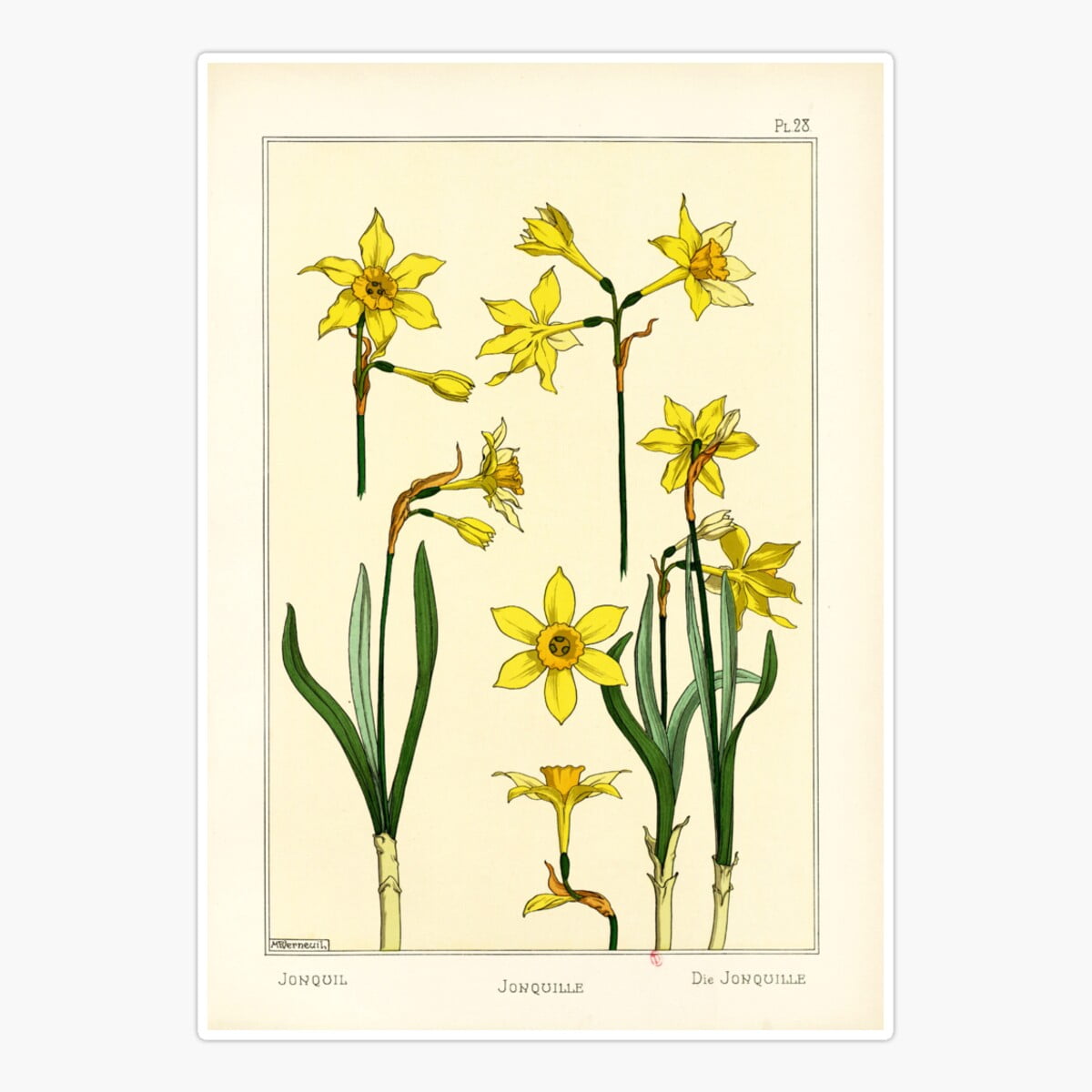DOPASTICKER French Botanical Flower Plate, Maurice Verneuil, Jonquille ...