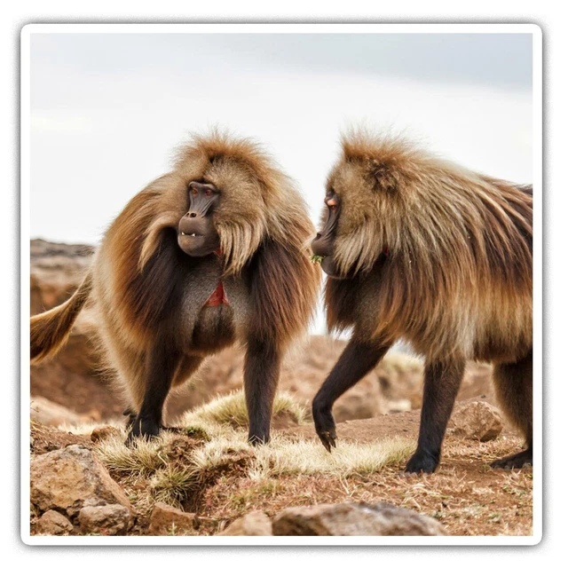 DOPASTICKER Gelada Baboon Male Monkey Ethiopia Decorative Laptop, Phone ...