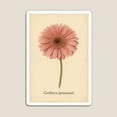 DOPASTICKER Gerbera Jamesonii Vintage Botanical Illustration Sticker ...