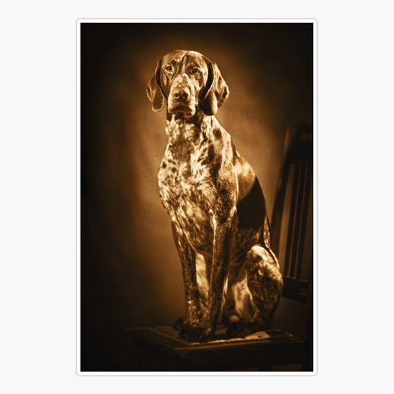 DOPASTICKER German Shorthaired Pointer Vintage Portrait Sticker, Phone ...