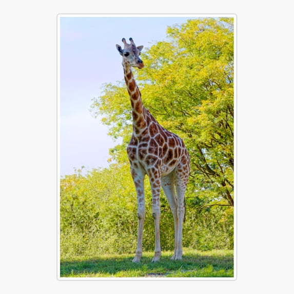 DOPASTICKER Giraffe In Natural Habitat Sticker, Phone Sticker Car ...