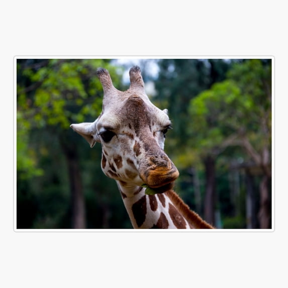 DOPASTICKER Giraffe Sticker, Phone Sticker Water Bottle Sticker Car ...