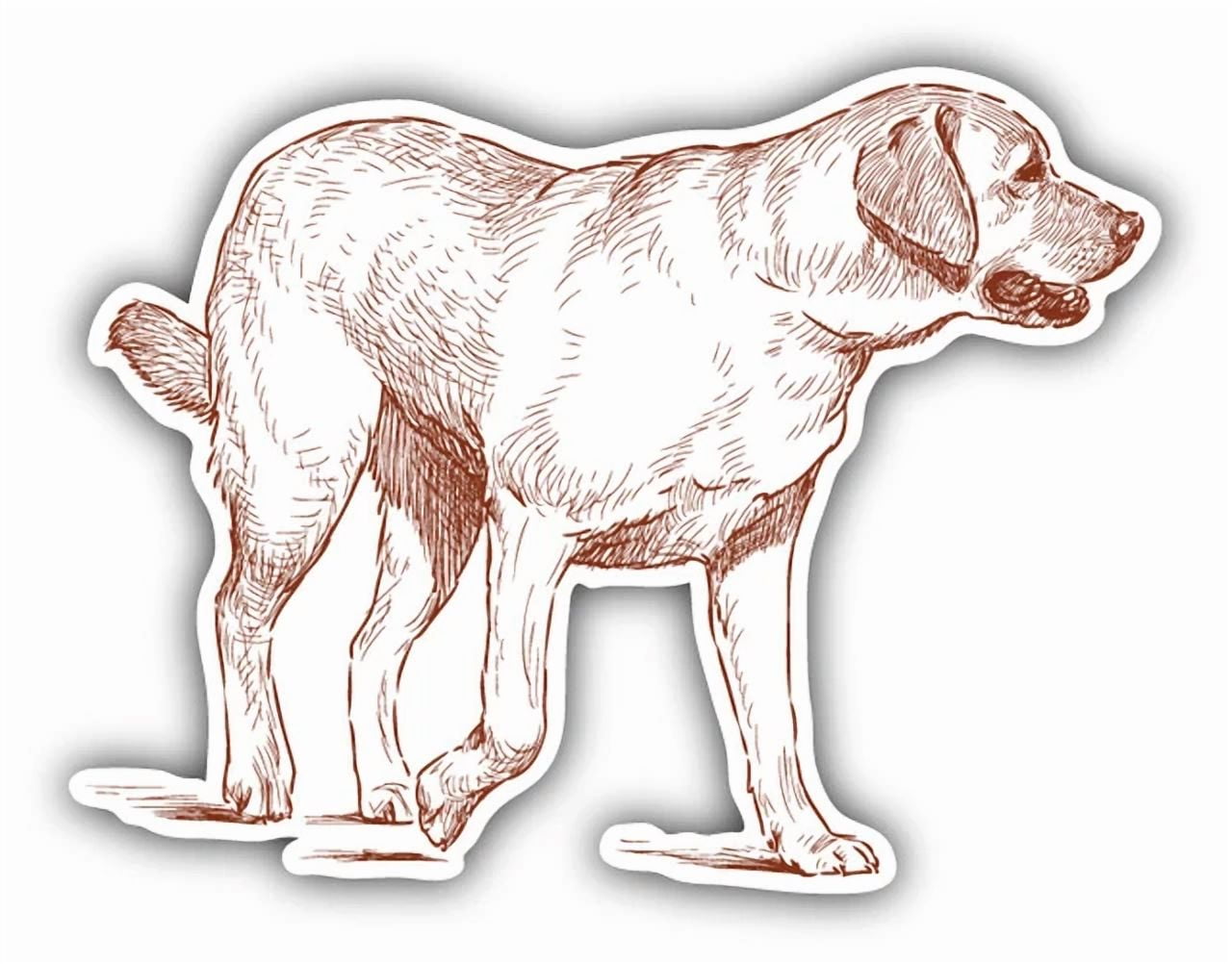 DOPASTICKER Golden Retriever Sketch Art Decor Sticker Decal Phone Decal ...