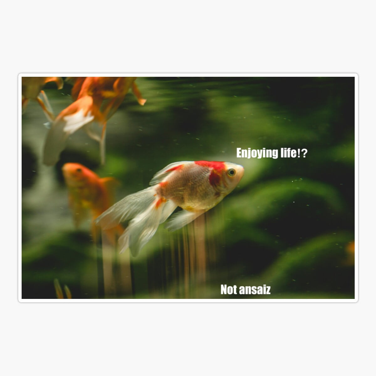 DOPASTICKER Goldfish Sticker, Phone Sticker Car Stickers, Birthday Gift ...