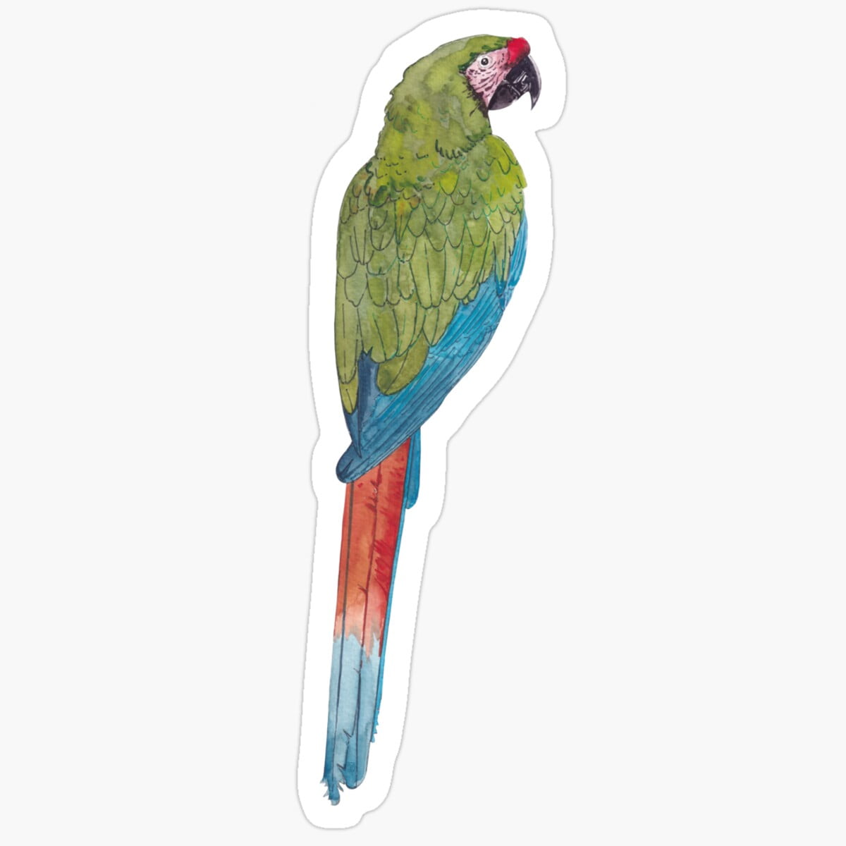DOPASTICKER Great Green Macaw-Ara Ambiguus Sticker Birthday Gifts ...