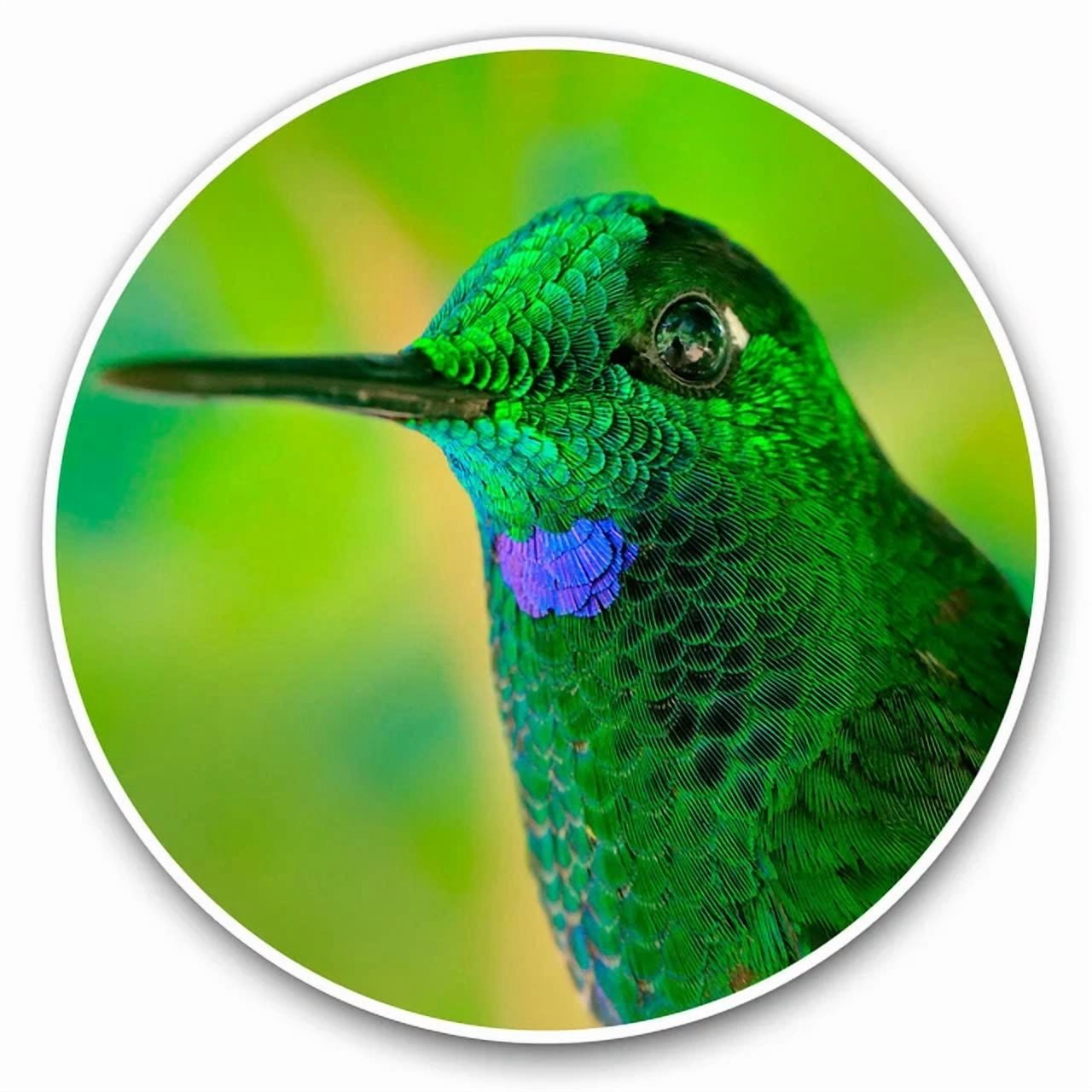 DOPASTICKER Green Hummingbird Tropical Bird Cool Gift Decorative Laptop ...