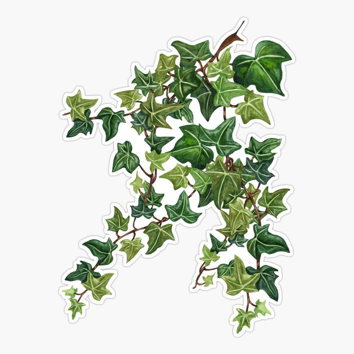 DOPASTICKER Green Ivy Sticker, Phone Sticker Water Bottle Sticker Car ...