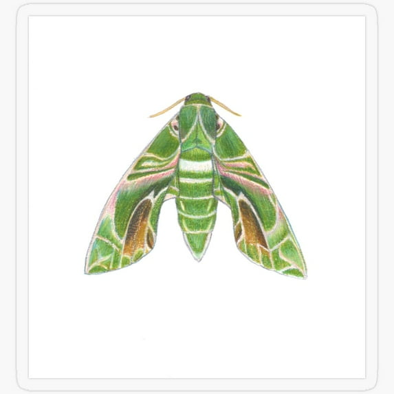 DOPASTICKER Green Moth Deilephila Nerii - Perfect Birthday Gift ...