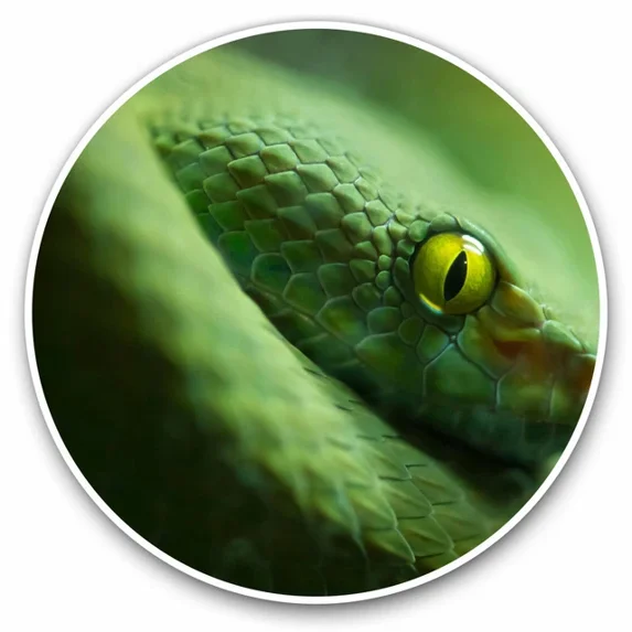 DOPASTICKER Green Snake Eye Jungle Snakes Cool Gift Decorative Laptop ...