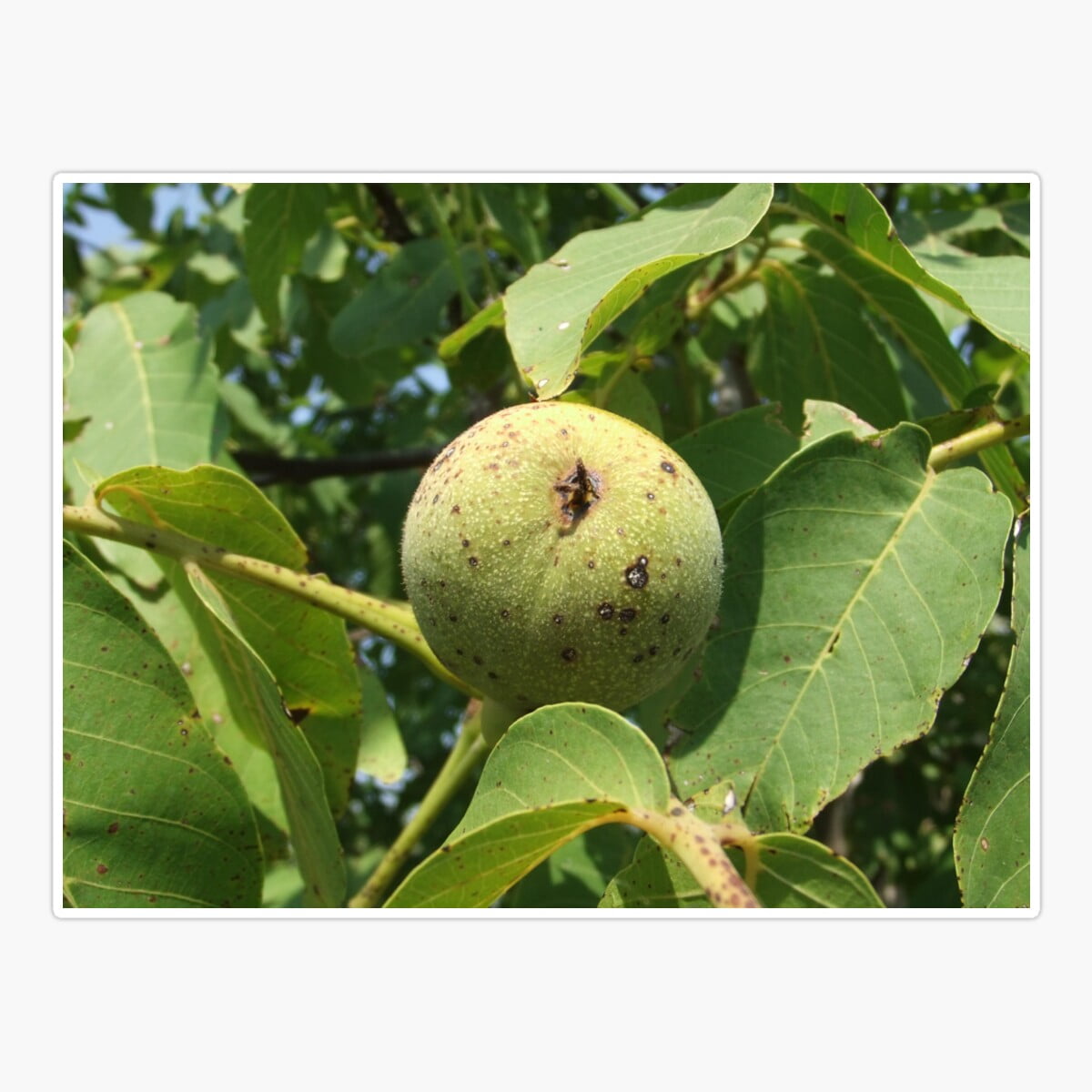 DOPASTICKER Green Walnut Photo Sticker, Phone Sticker Water Bottle ...