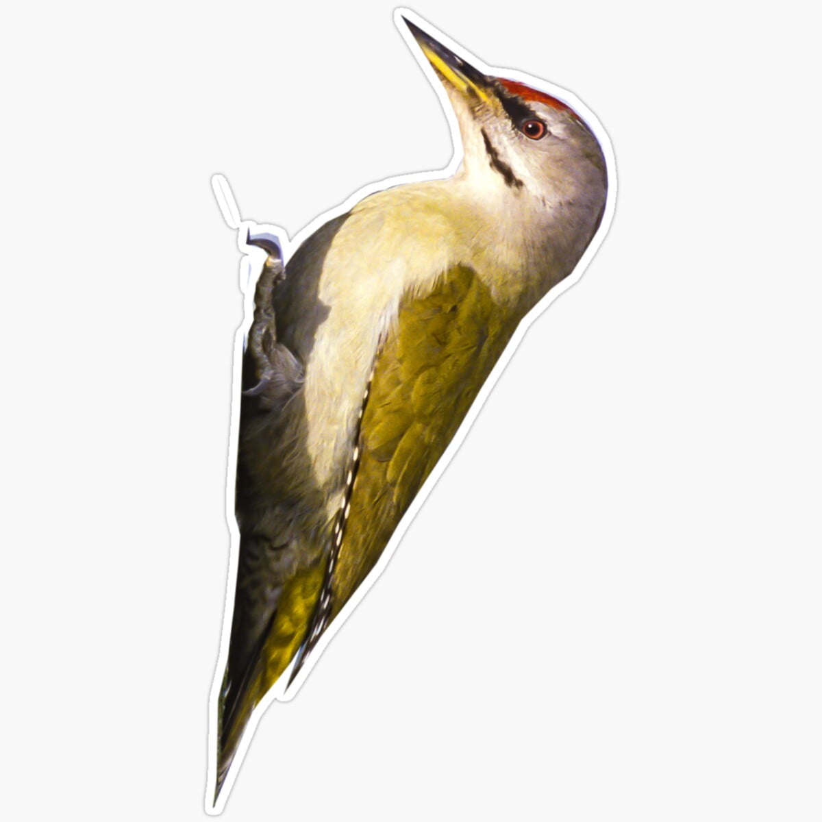 DOPASTICKER Green Woodpecker Sticker Decorative Laptop, Phone Stickers ...