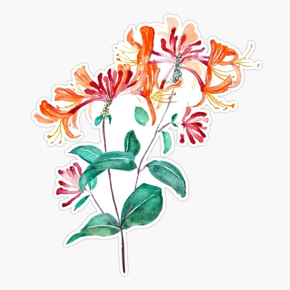 DOPASTICKER Hand Painted Orange Red Honeysuckle Flower Sticker, Phone ...