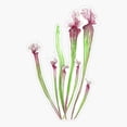 DOPASTICKER Hand Painted Sarracenia Leucophylla Leaf Watercolor Sticker ...