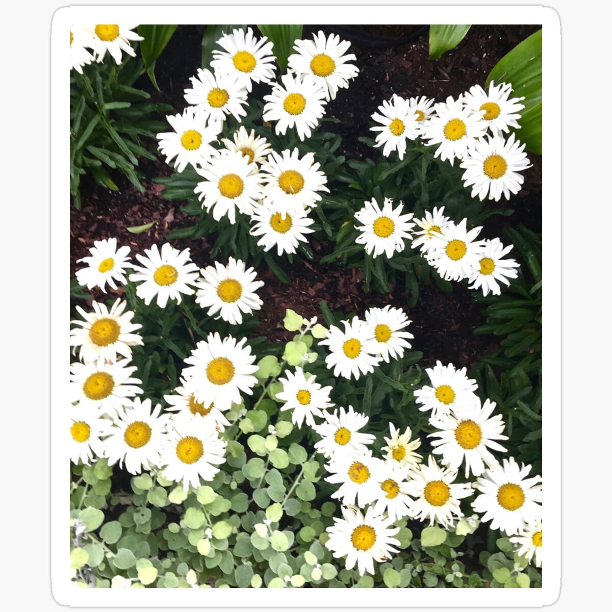 DOPASTICKER A Handful Of White Statement Flowers Sticker Birthday Gifts ...